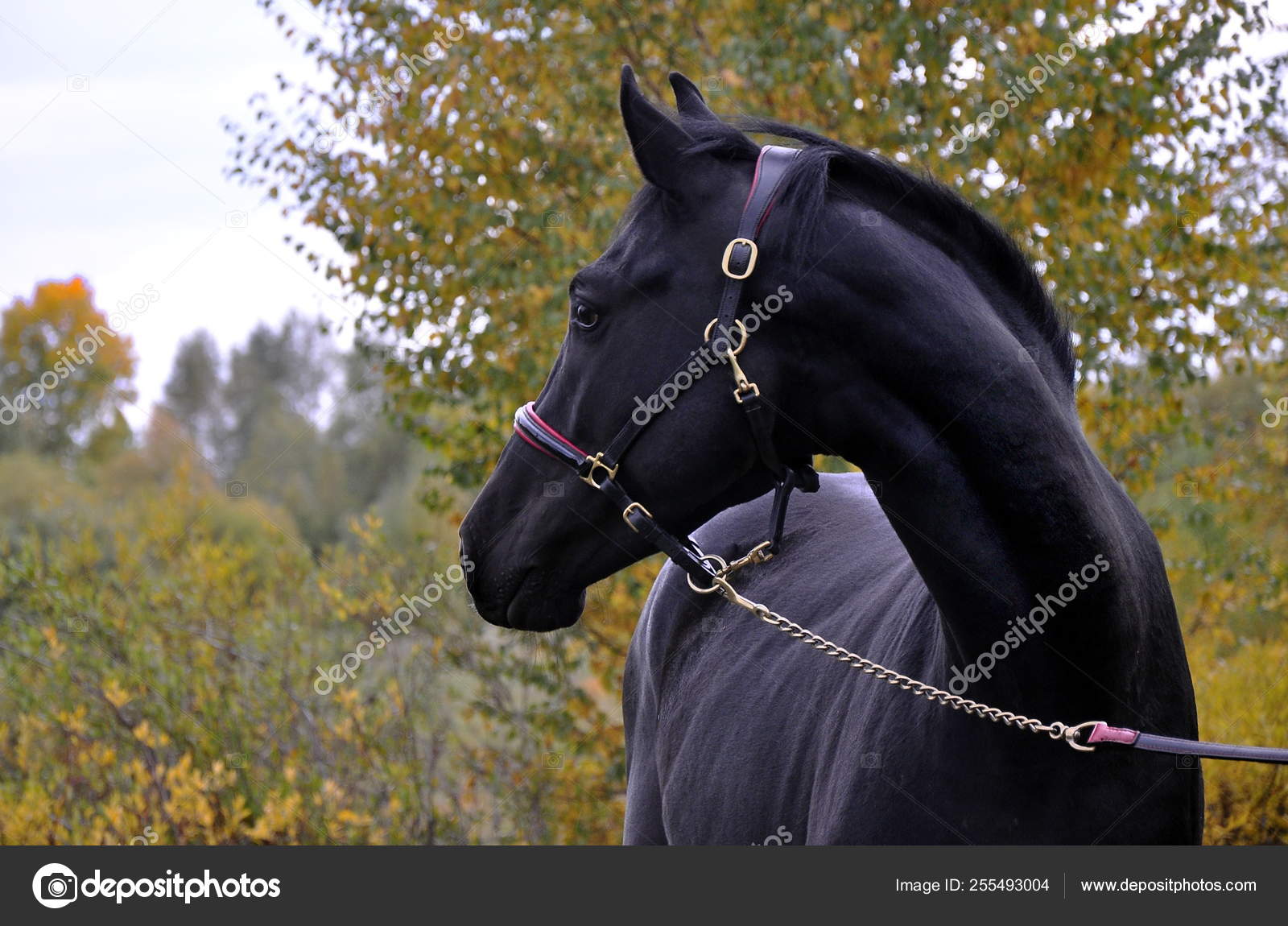 Modello Di Cavallo Hannoveriano