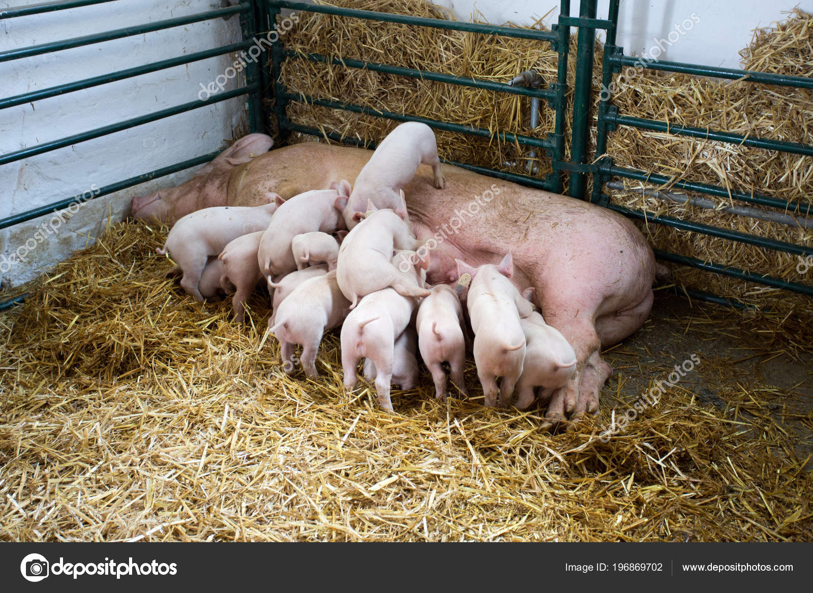 Fertile Sow Lying Hay Piglets Suckling Barn Stock Photo by ©budabar ...