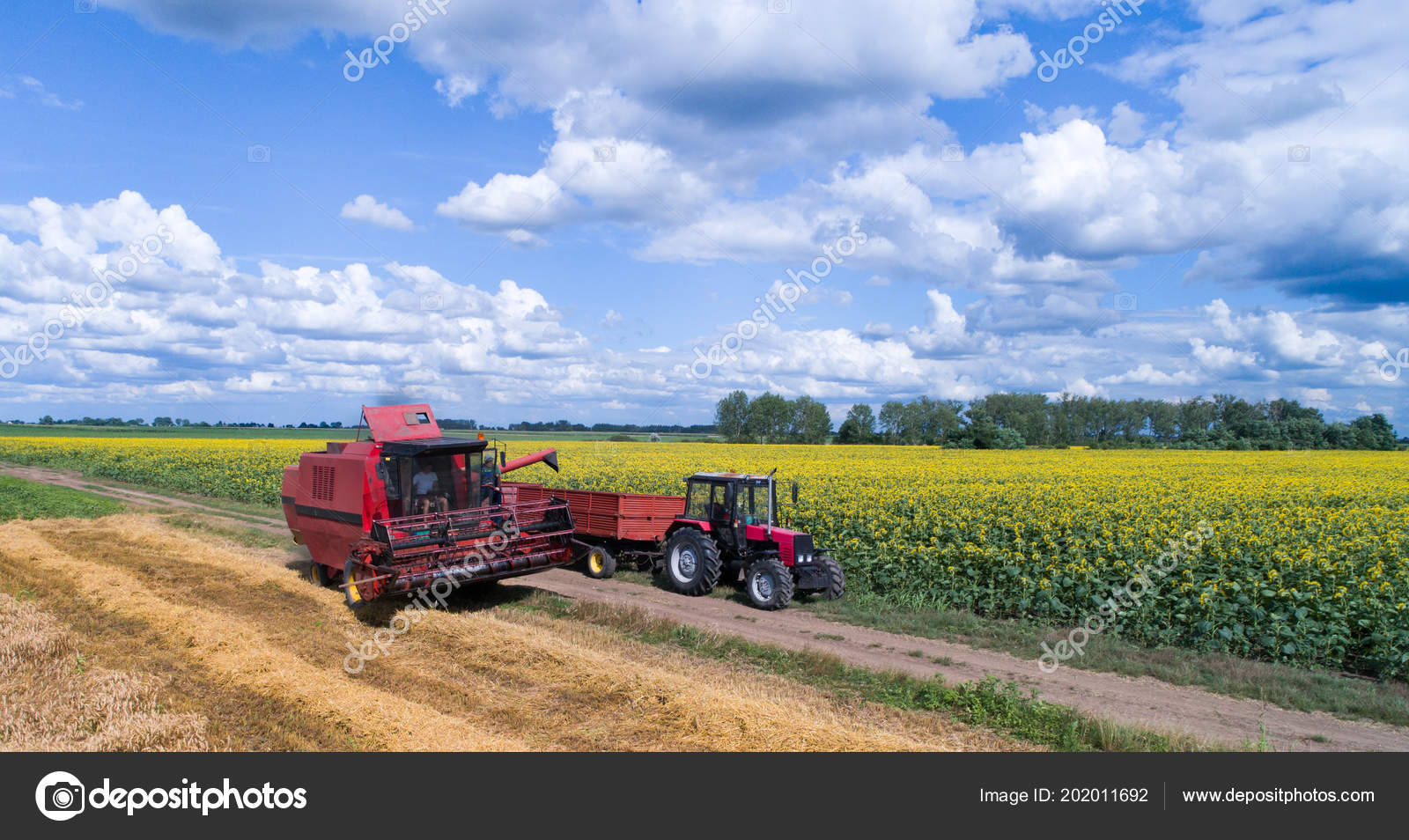 Combine Harvester Loading Trailer Tractor Wheat Grain Summer Stock ...