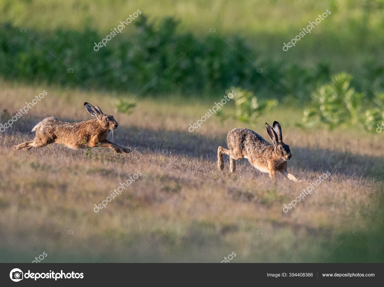 Two Wild Rabbits Running Chasing Meadow Wildlife Natural Habitat Stock ...