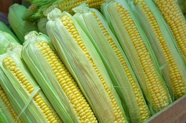 Sweet corn organic , fresh corn collected in wooden boxes .The corn ...