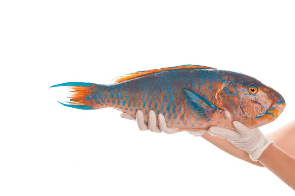 45,437,407 Parrotfish Stock Illustrations | Depositphotos