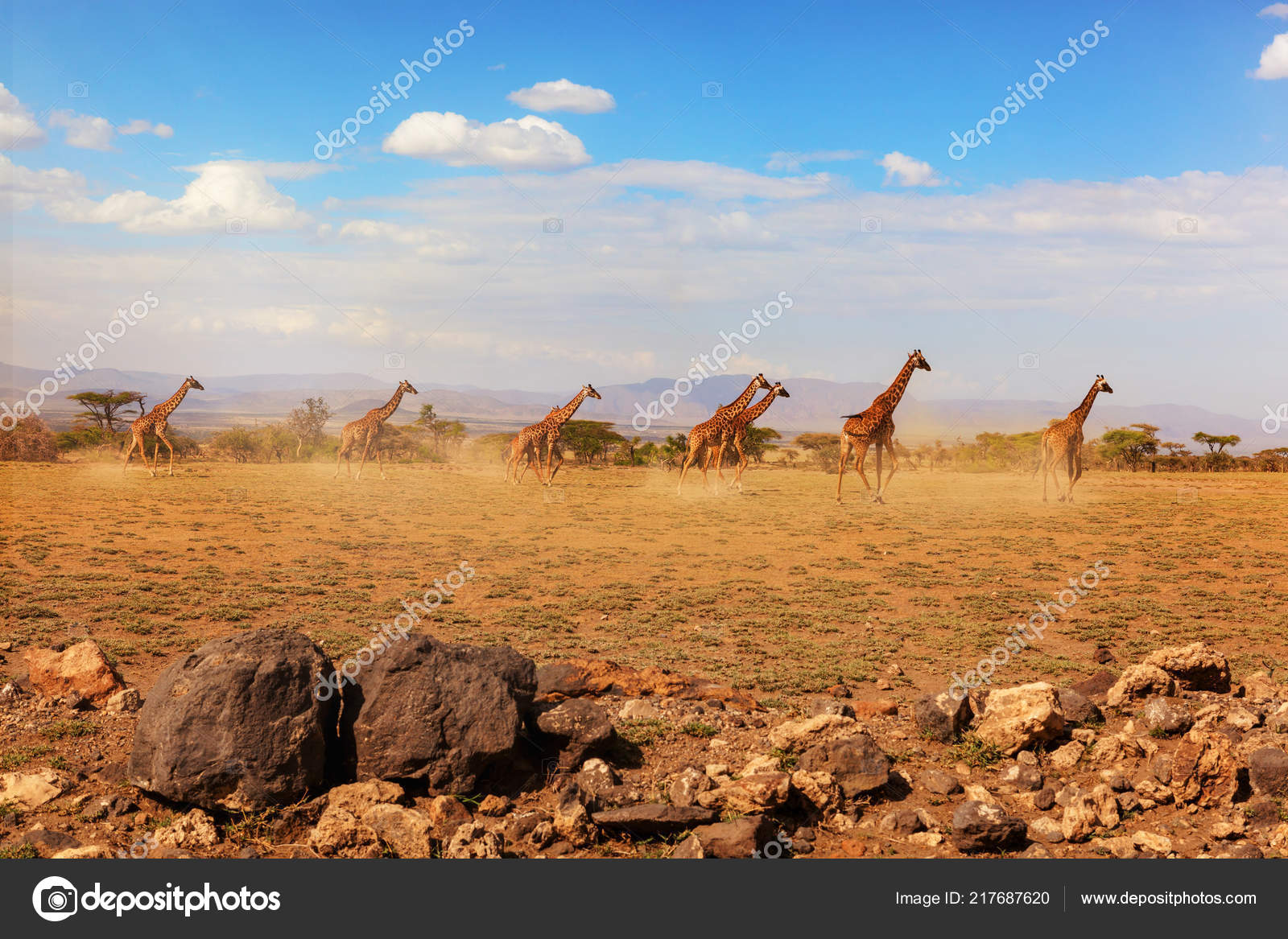Giraffe Herd Running