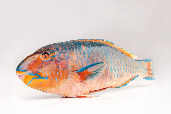Parrotfish Stock Photos, Royalty Free Parrotfish Images | Depositphotos