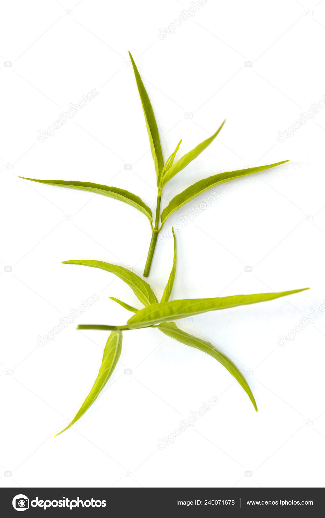 Sabah Orm Gräs Blad Isolerad Vit Bakgrund — Stockfotografi © eskymaks ...