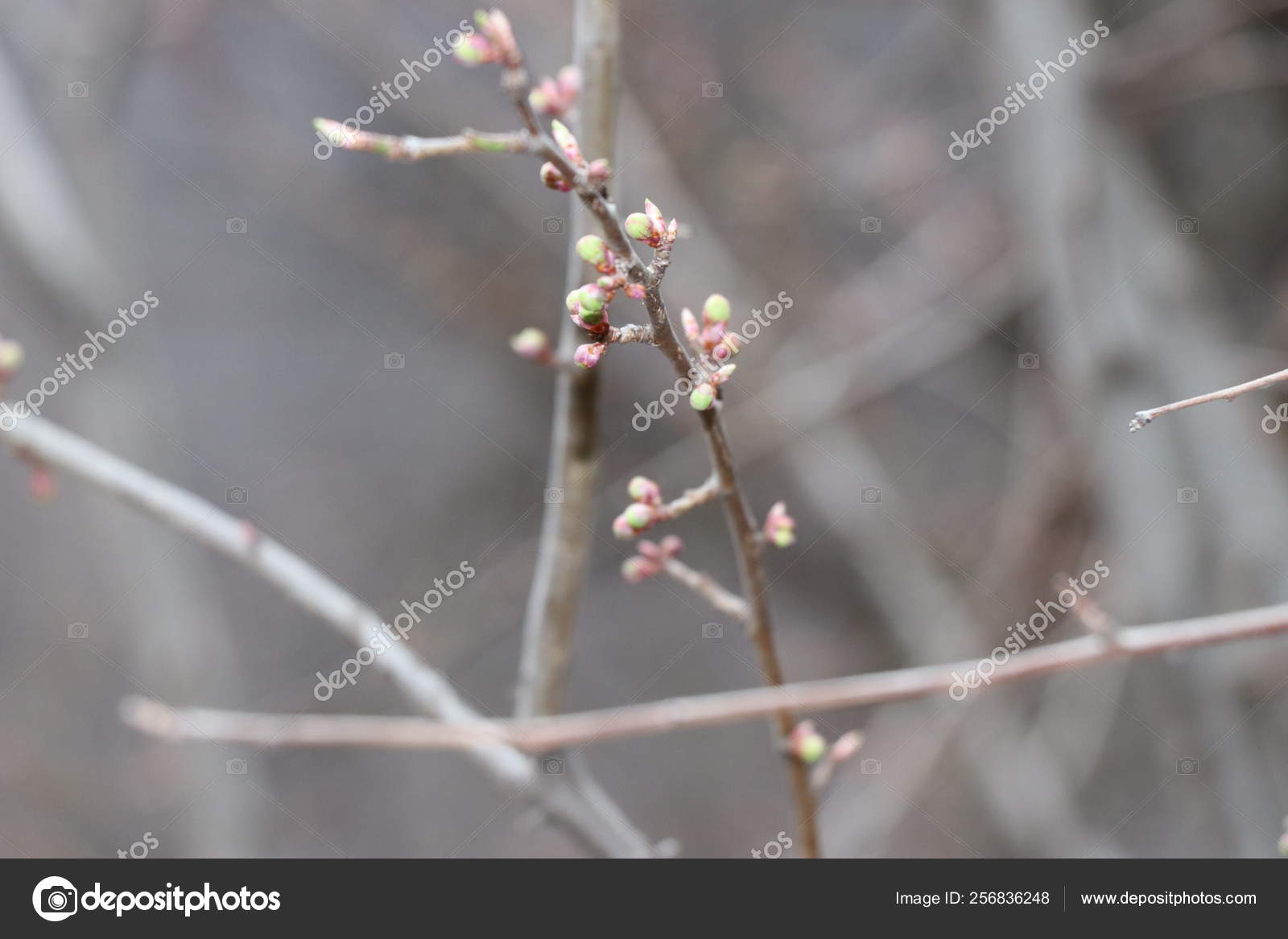 First Sprouts Plum Tree — Stock Photo © Foton 19 #256836248
