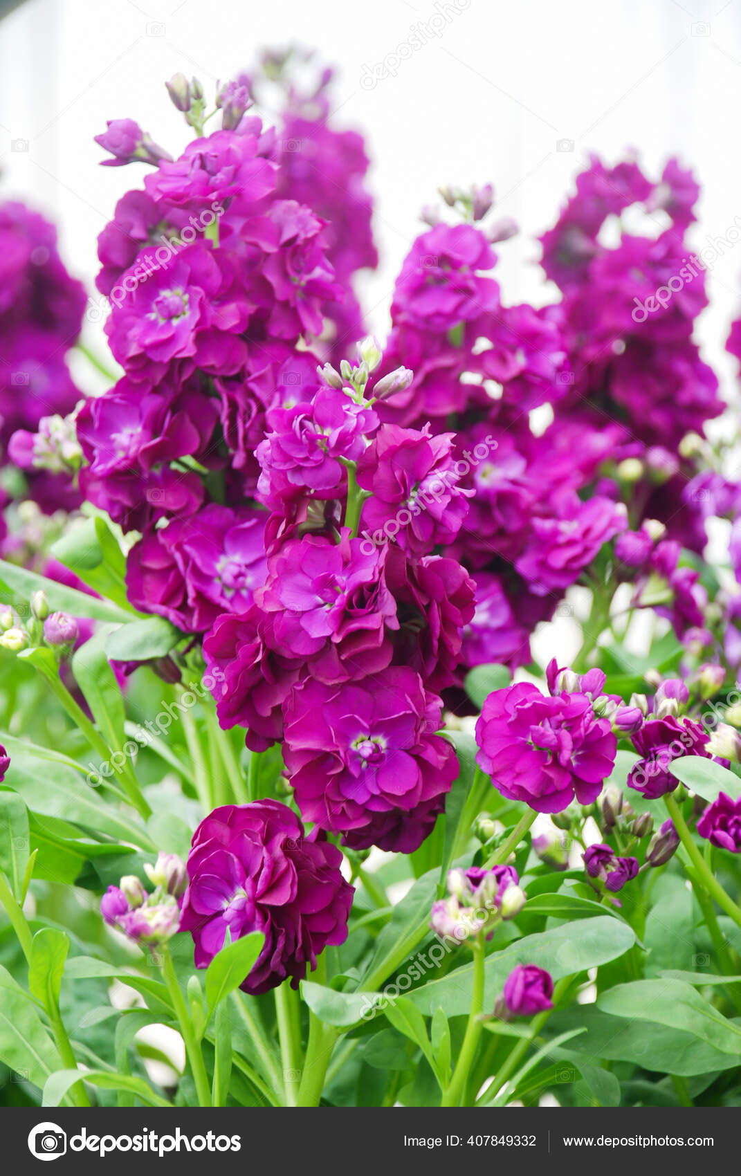 Flowering Stock Matthiola Incana