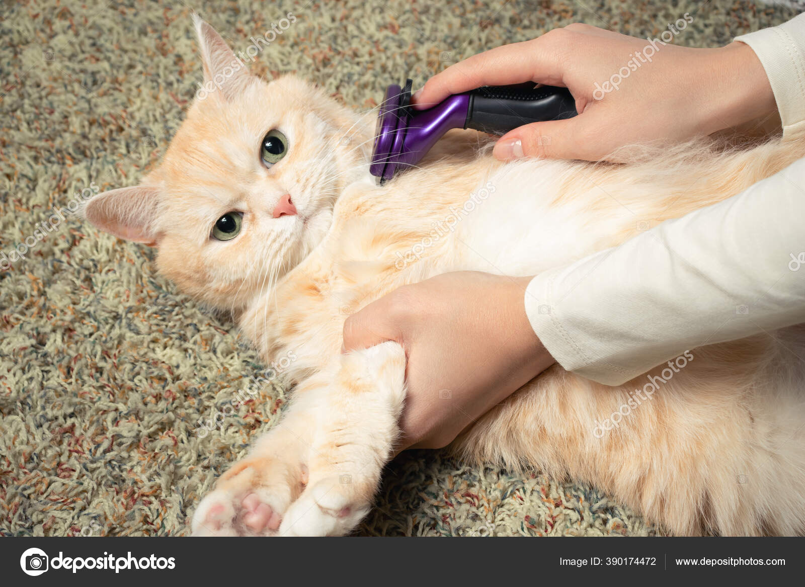 Furminator combing a cute creamy British cat. Pet care, grooming ...