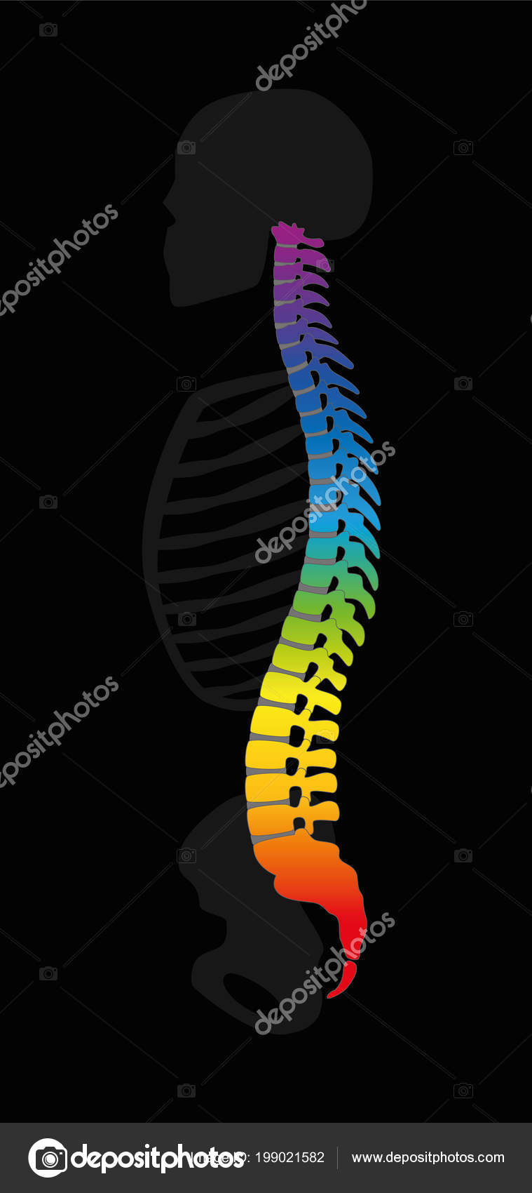 Vertebral Column Rainbow Colored Backbone Colorful Spine Gray Skeleton ...