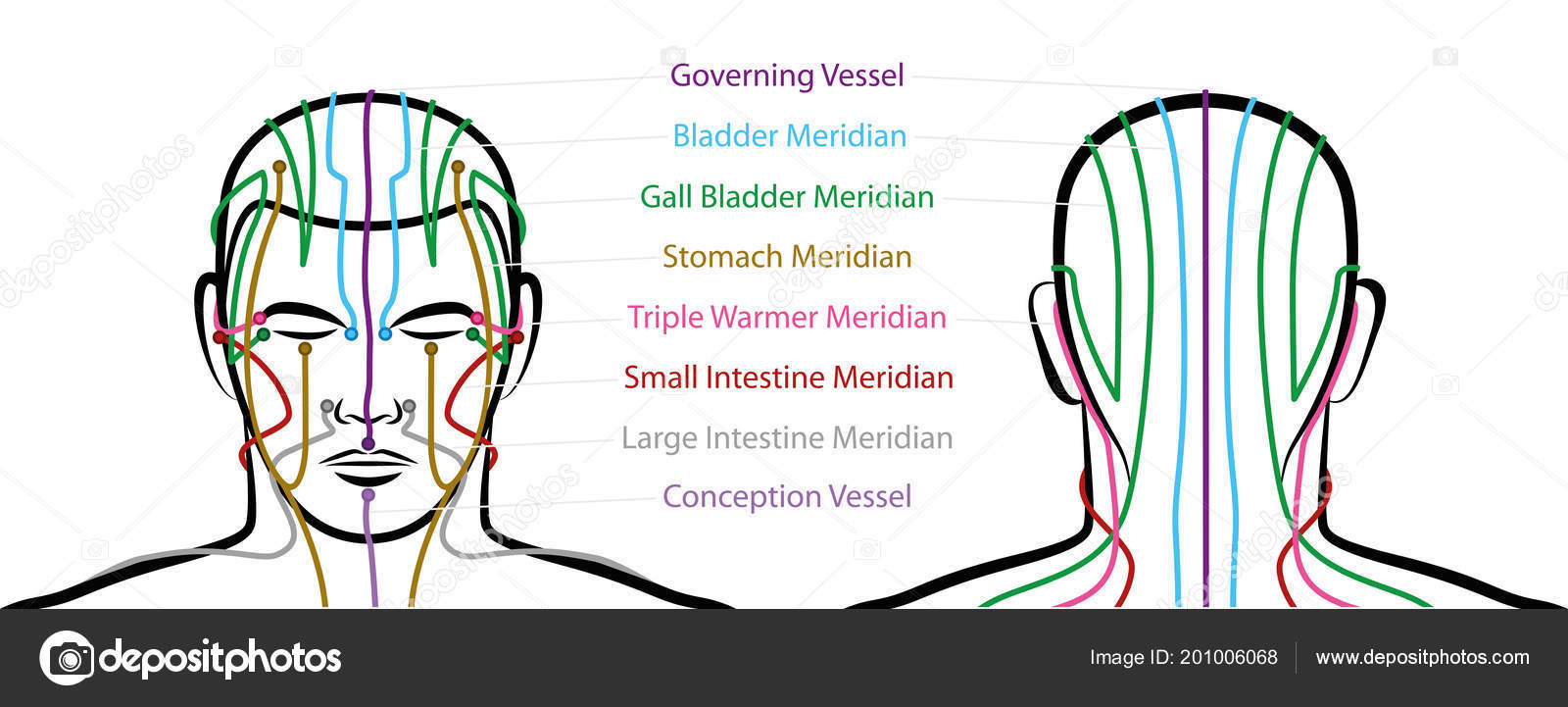 Acupuncture Meridian Lines