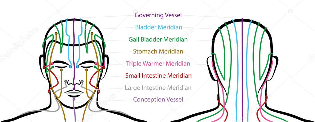 Acupuncture meridians Vector Art Stock Images | Depositphotos