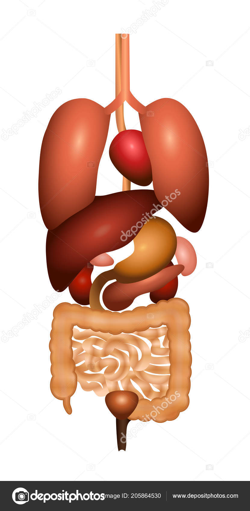 Digestion Gastrointestinal Tract Internal Organs Schematic Human ... Digestion Gastrointestinal Tract Internal Organs Schematic Human ...