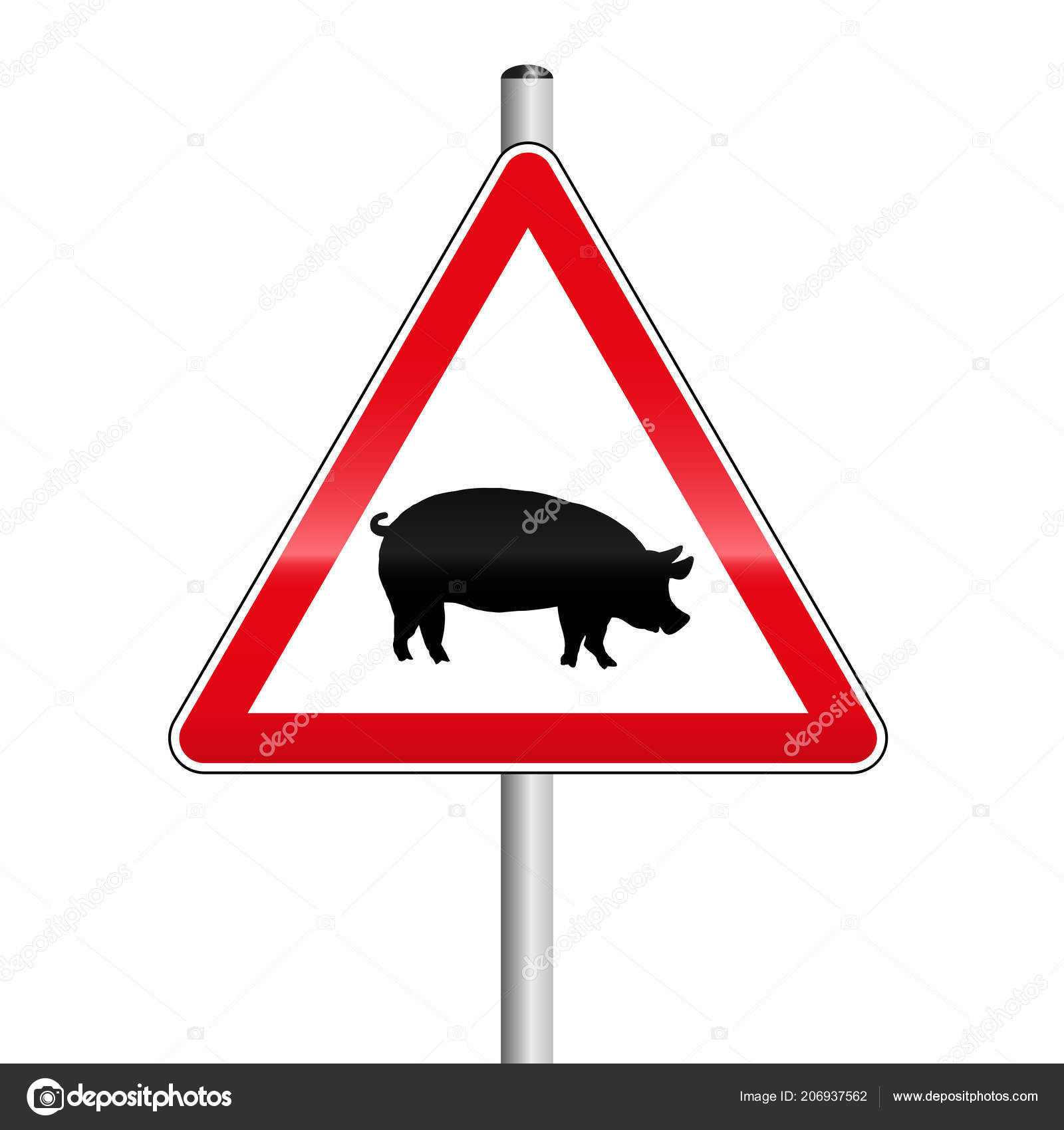 Caution Street Sign Pig Beware Pigs Road Isolated White Stock Vector ...