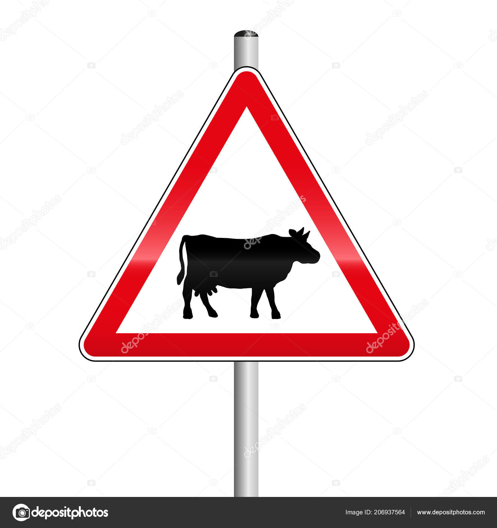 Caution Cow Cattle Herd Crossing Street Traffic Sign Isolated White ...