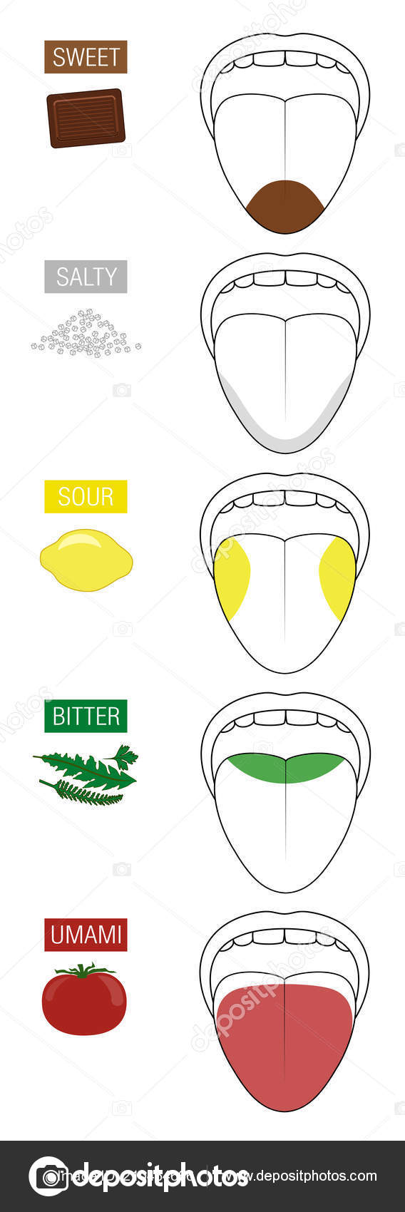 Tongue Diagram Umami