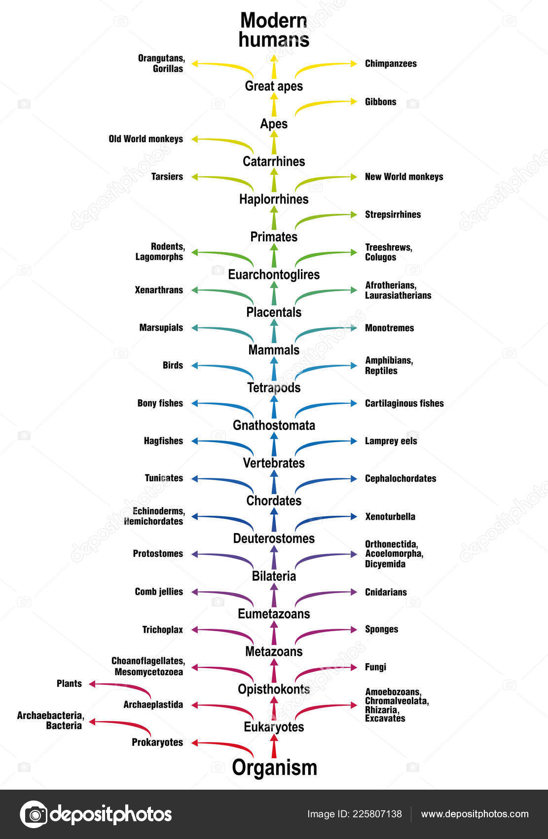 Phylogenetic Tree Of Humans