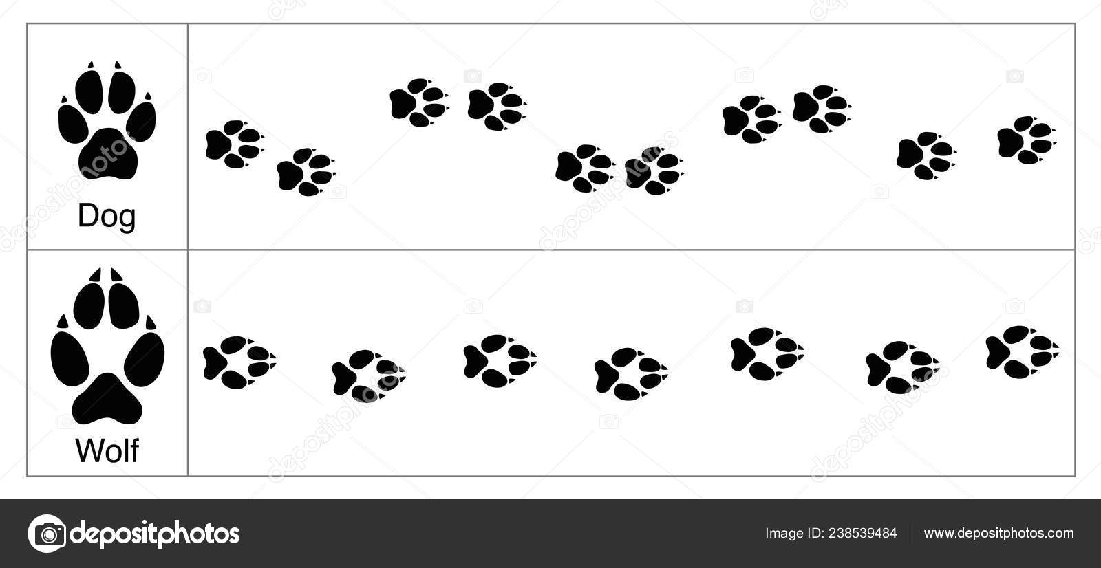 Animal Paw Print Identification