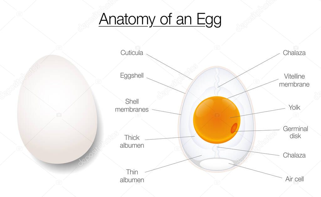Estructura del huevo. Anatomía de un huevo de aves, tabla etiquetada ...