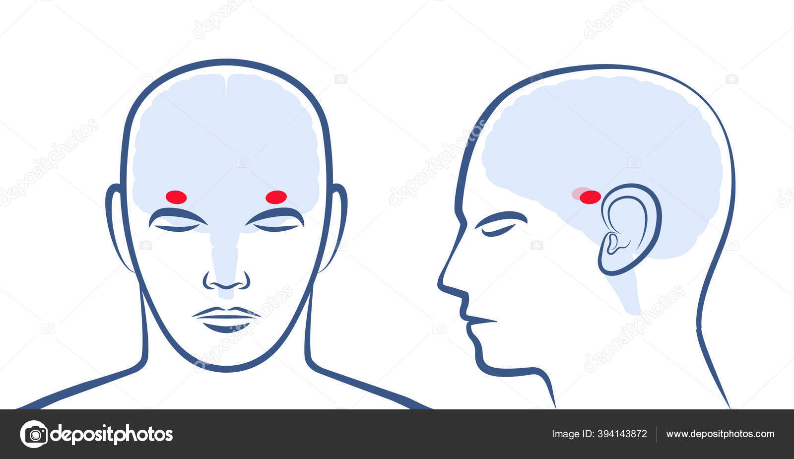 Amigdalae Localización Los Dos Amigdalas Cerebro Humano Perfil Vista ...
