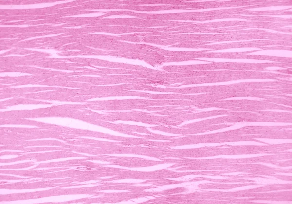 Cardiac Muscle Tissue 400x