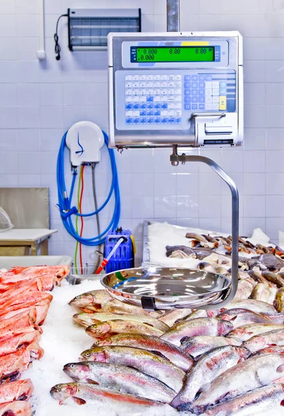 Counter with fish and scales. Selling fish. Scales for weighing - Stock ...