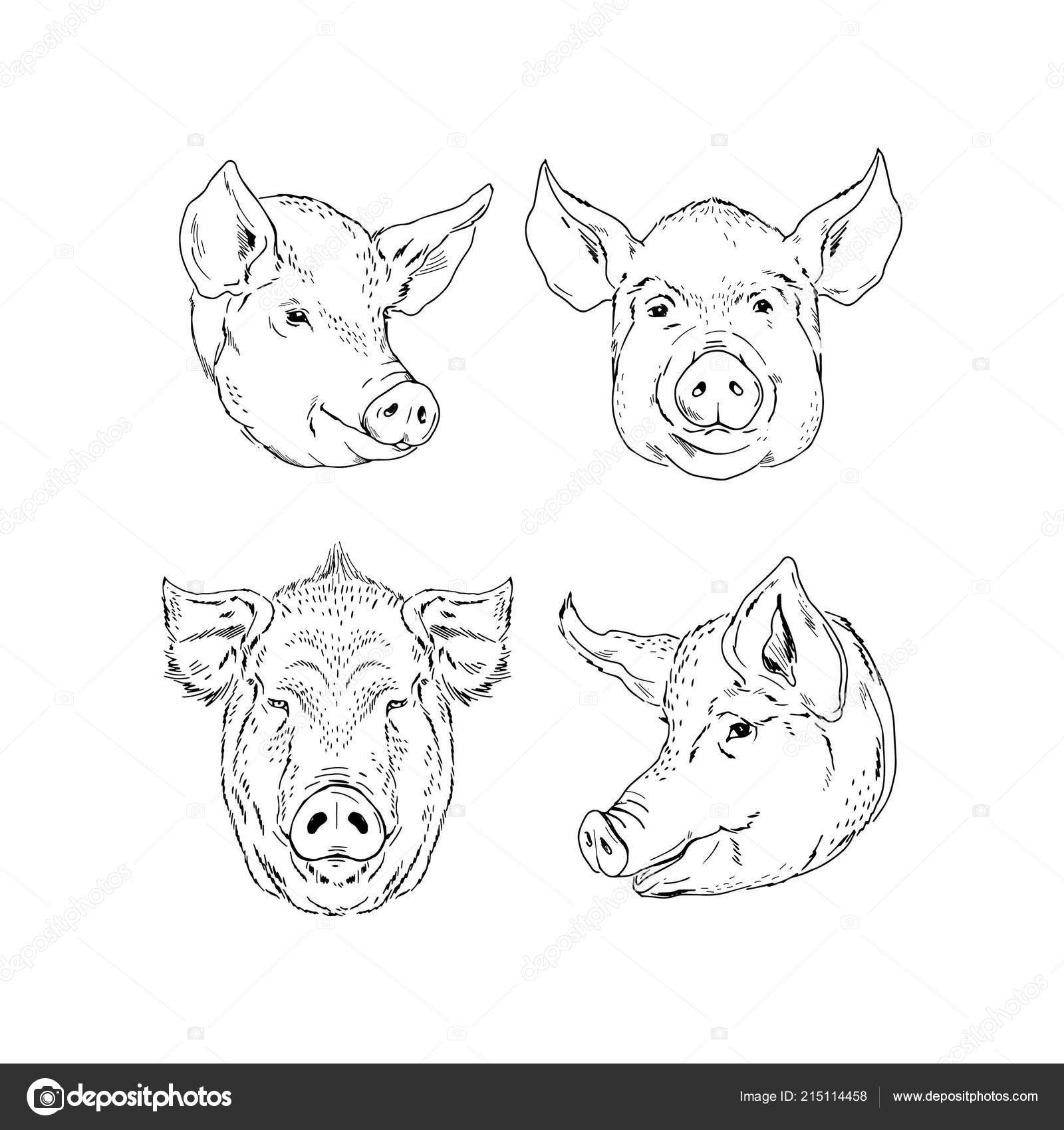 Pig Head Drawing