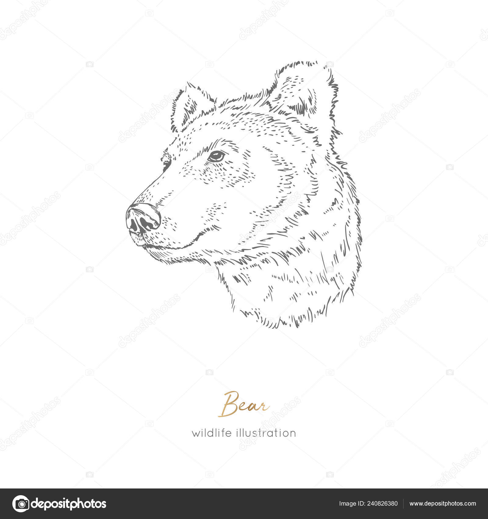 Bear Profile Drawing