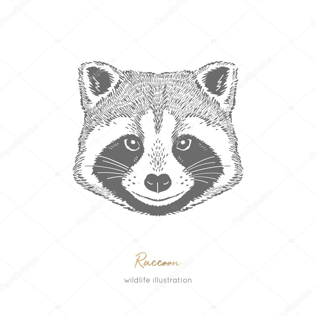 Retrato vectorial simétrico ilustración de animal de bosque de mapache ...