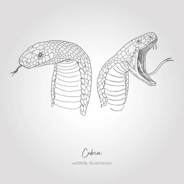 How To Draw A Cobra Snake Head