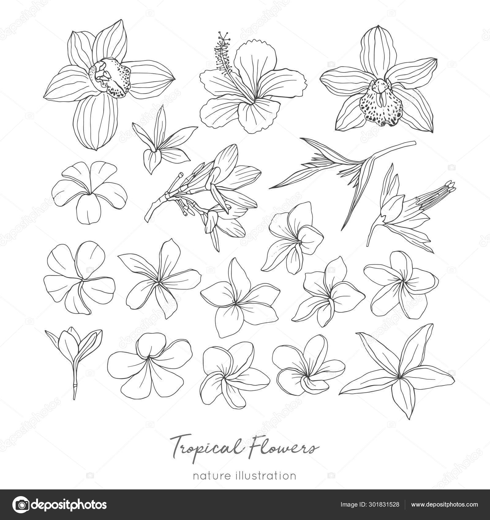 Tropical Flowers Line Drawing | Best Flower Site