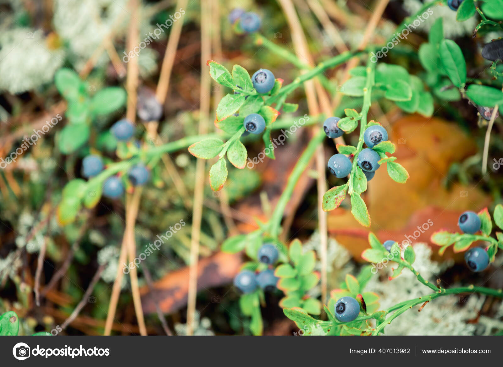 Ripe Blueberry Bush Forest Stock Photo by ©Tagwaran 407013982