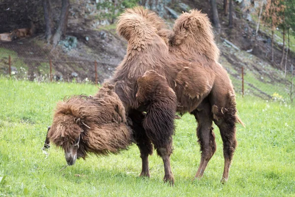 Camels Humping