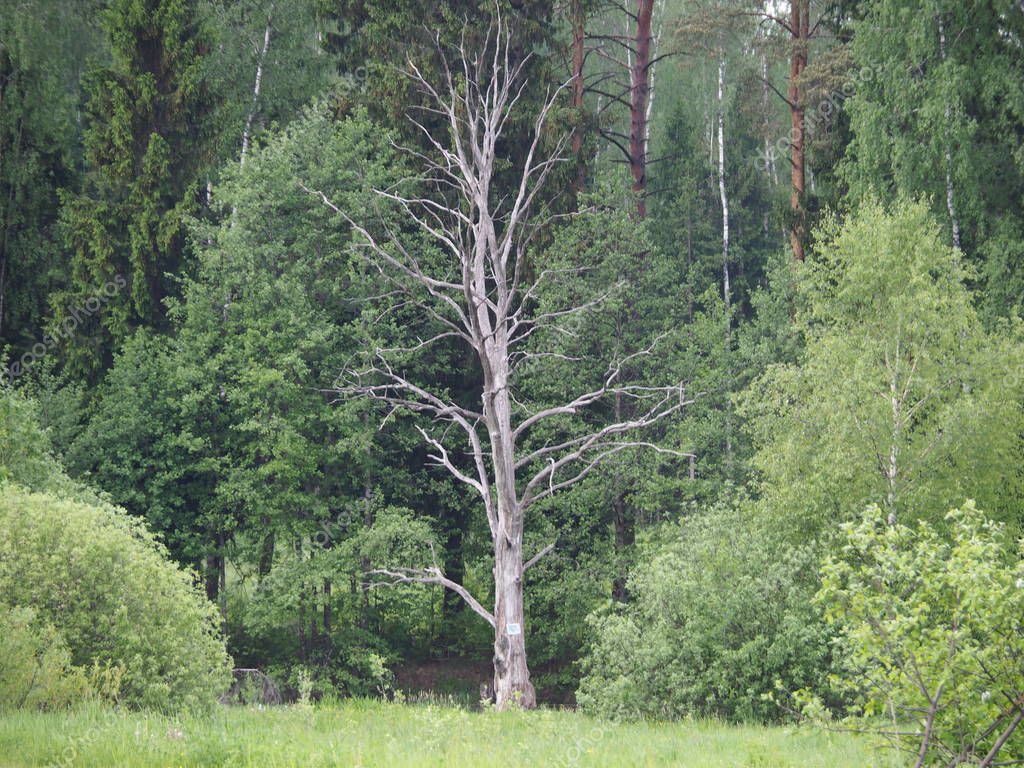 Árbol alto y seco con ramas en el bosque alrededor de árboles y ...