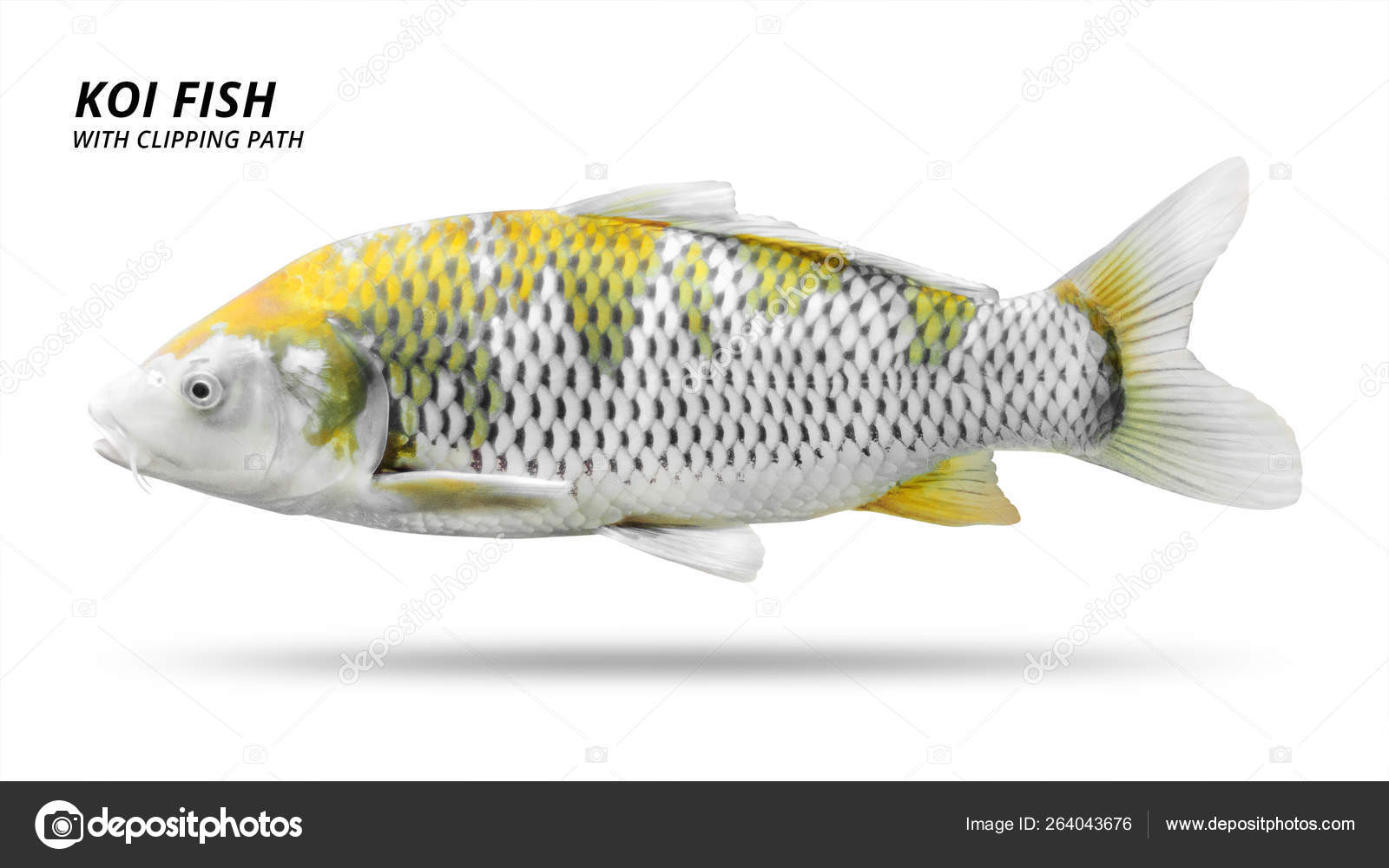 Real Koi Fish Side View