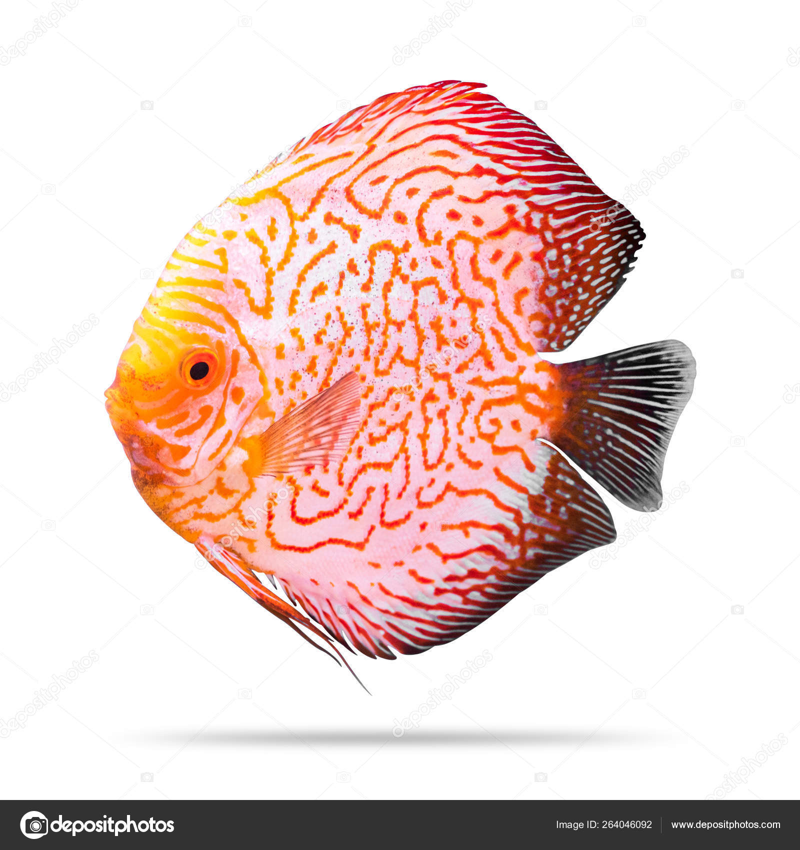 Discus Fish Isolated White Background Orange Pattern Clipping Path ...