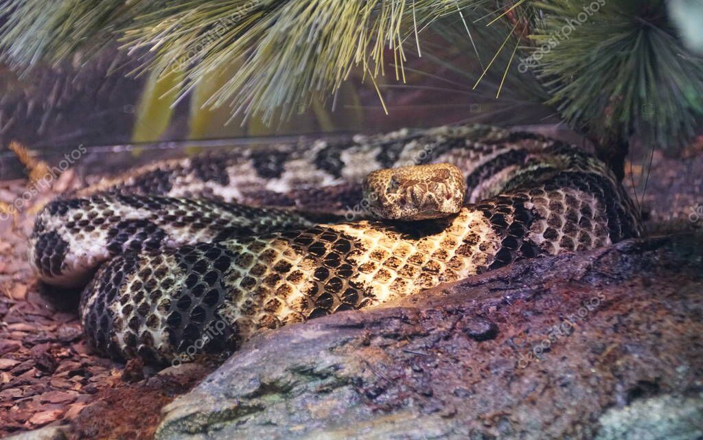 Una serpiente de cascabel de madera con un hermoso patrón 2022