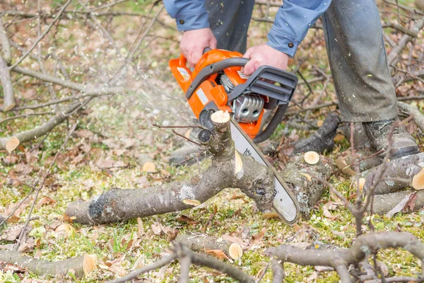 Worker using chain saw and cutting tree branches. - Stock Image ...