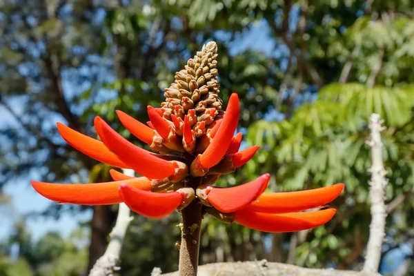 Plante feu mexicaine Stock Photos, Royalty Free Plante feu mexicaine ...
