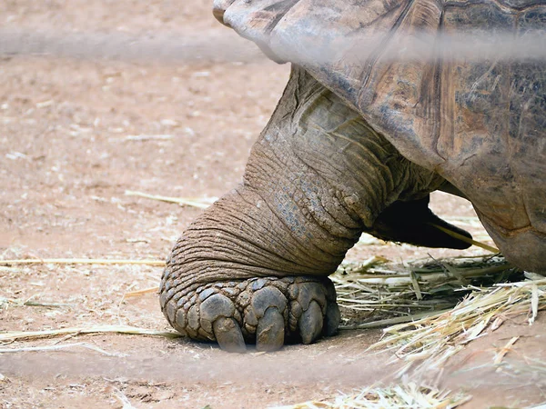Close-up at eye level of a right hind leg with the four thick toe claws ...