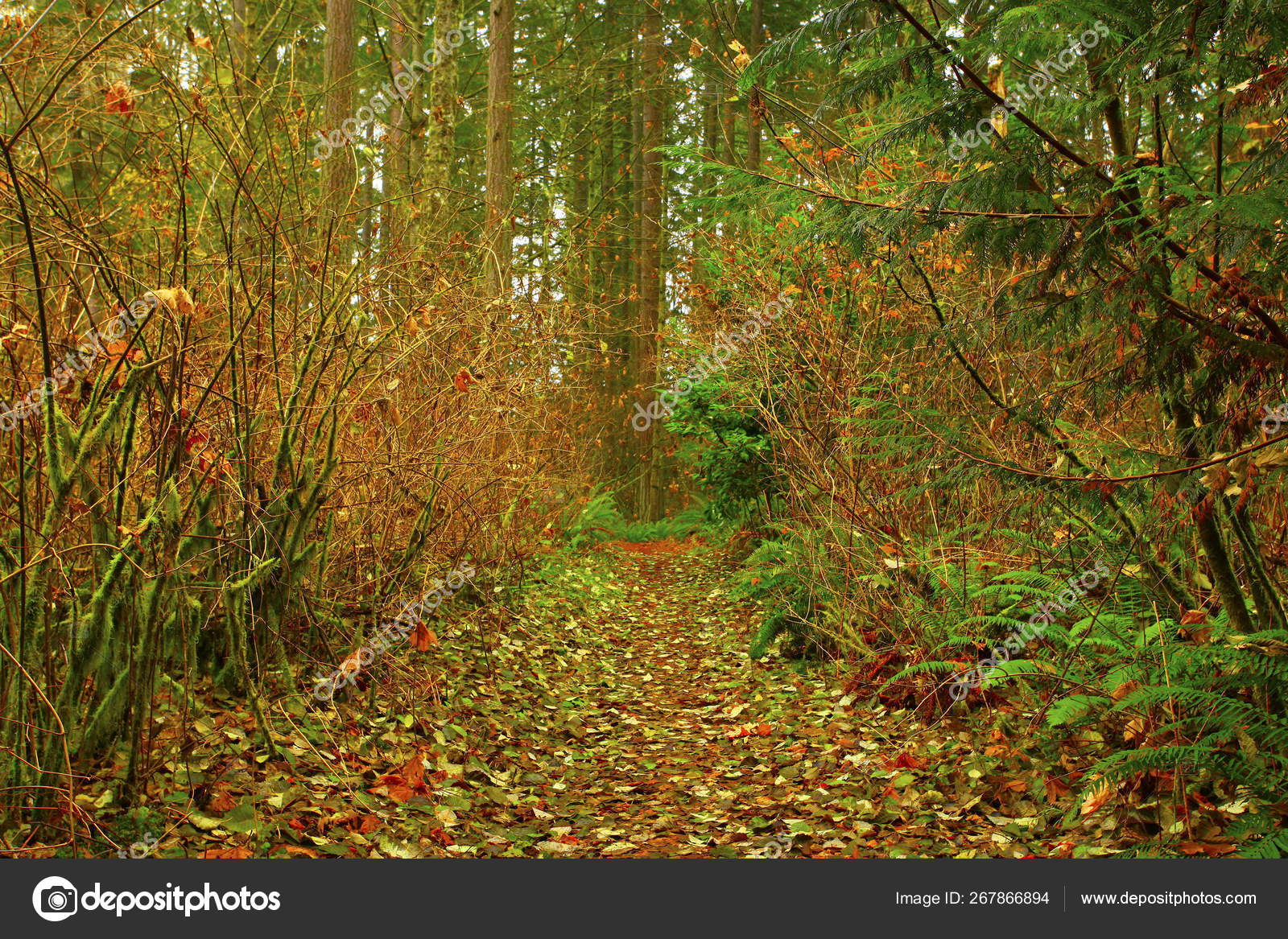 Picture Exterior Pacific Northwest Forest Trail — Stock Photo ...