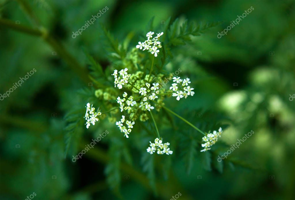 Flores blancas de Apiaceae o planta de la familia Umbelliferae. Foto ...