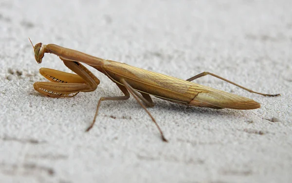 Female European Mantis or Praying Mantis, Mantis religiosa. Image with ...