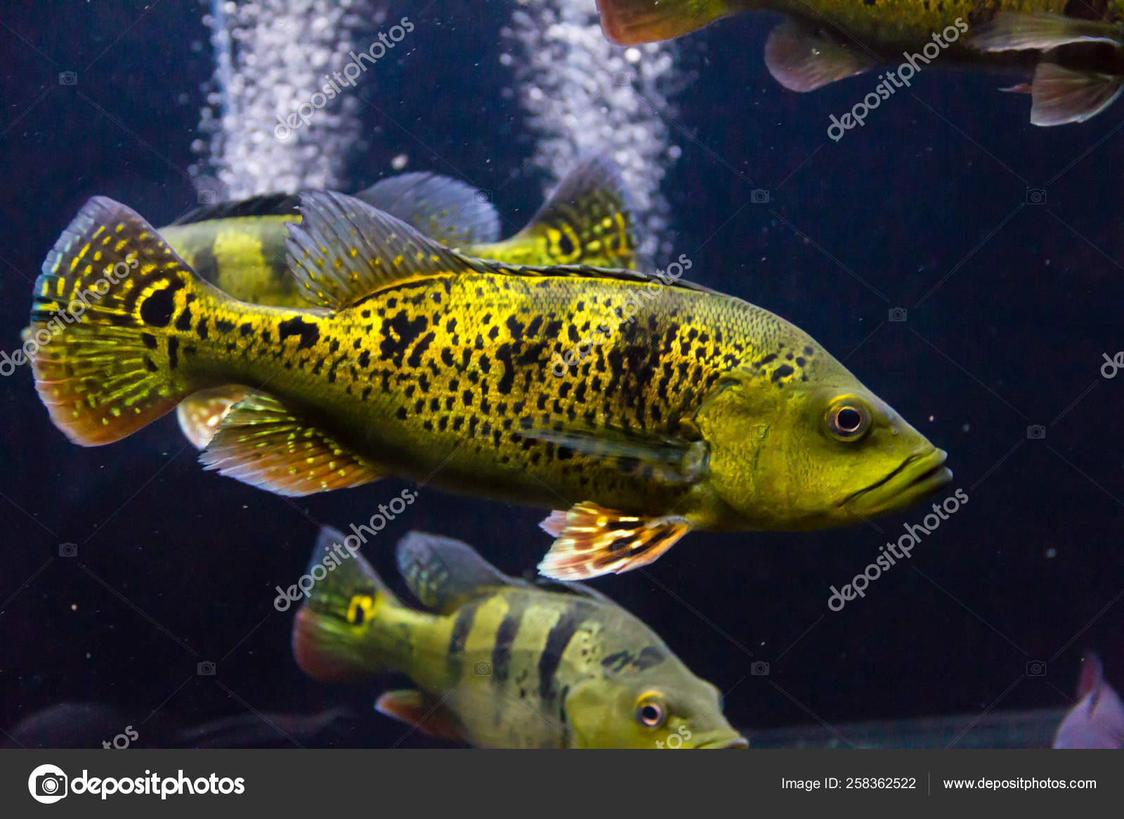 Peacock Bass Kelberi