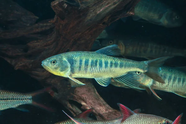 223 Minnows Stock Photos | Free & Royalty-free Minnows Images ...