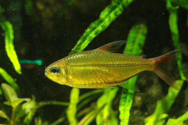 Tetra fish Stock Photos, Royalty Free Tetra fish Images | Depositphotos