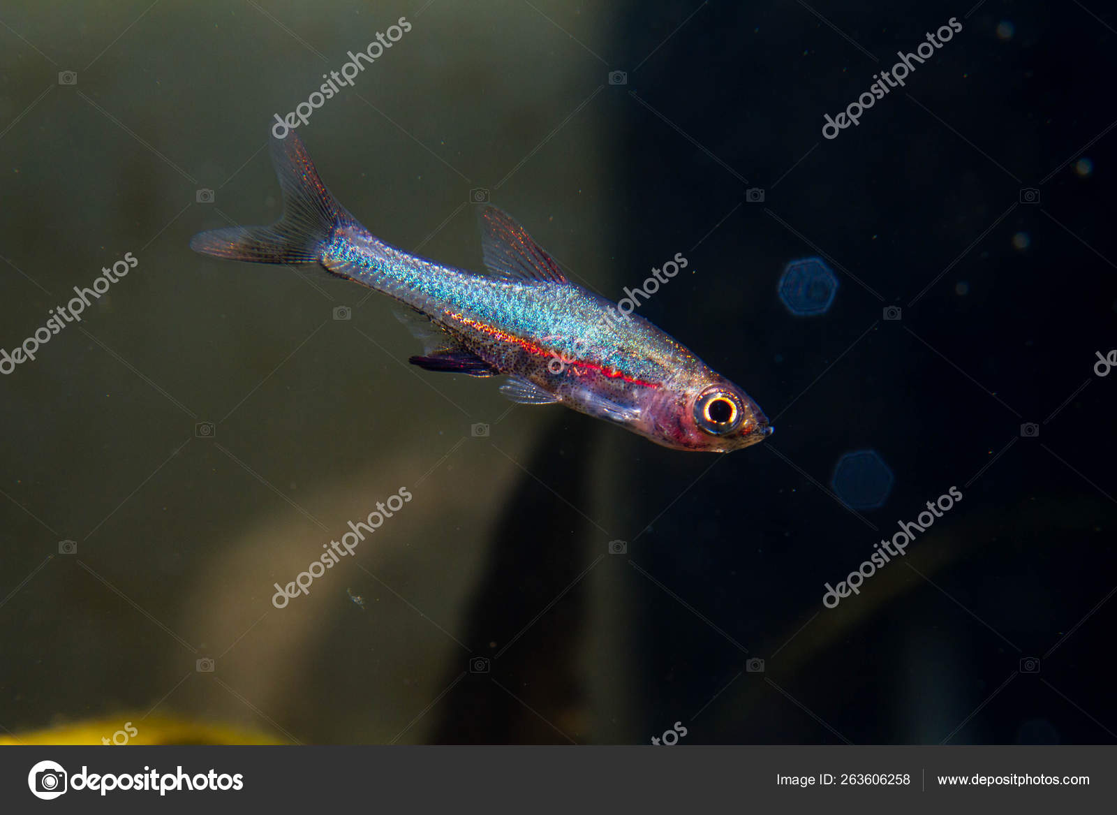 Blue Neon Dwarf Rasbora