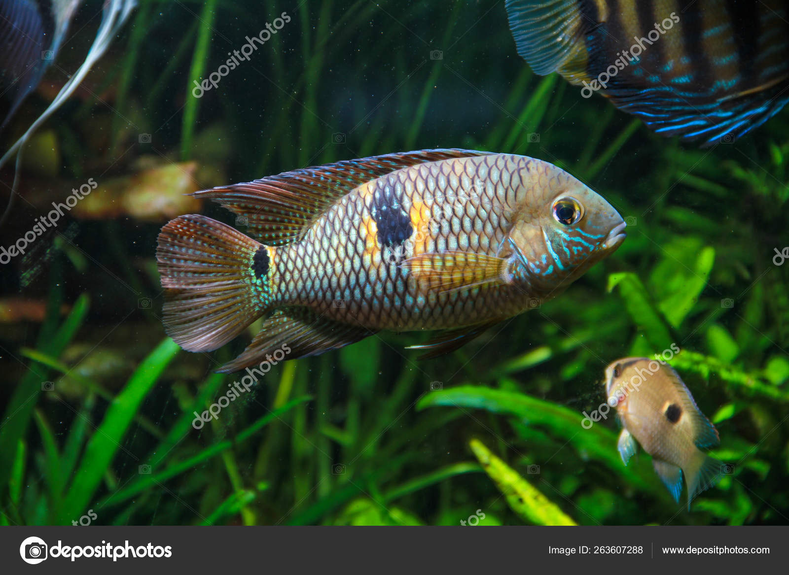 Fotos de Pez Acara Amarillo Aequidens Metae - Imagen de © nagatsuki.hikaru@gmail.com #263607288