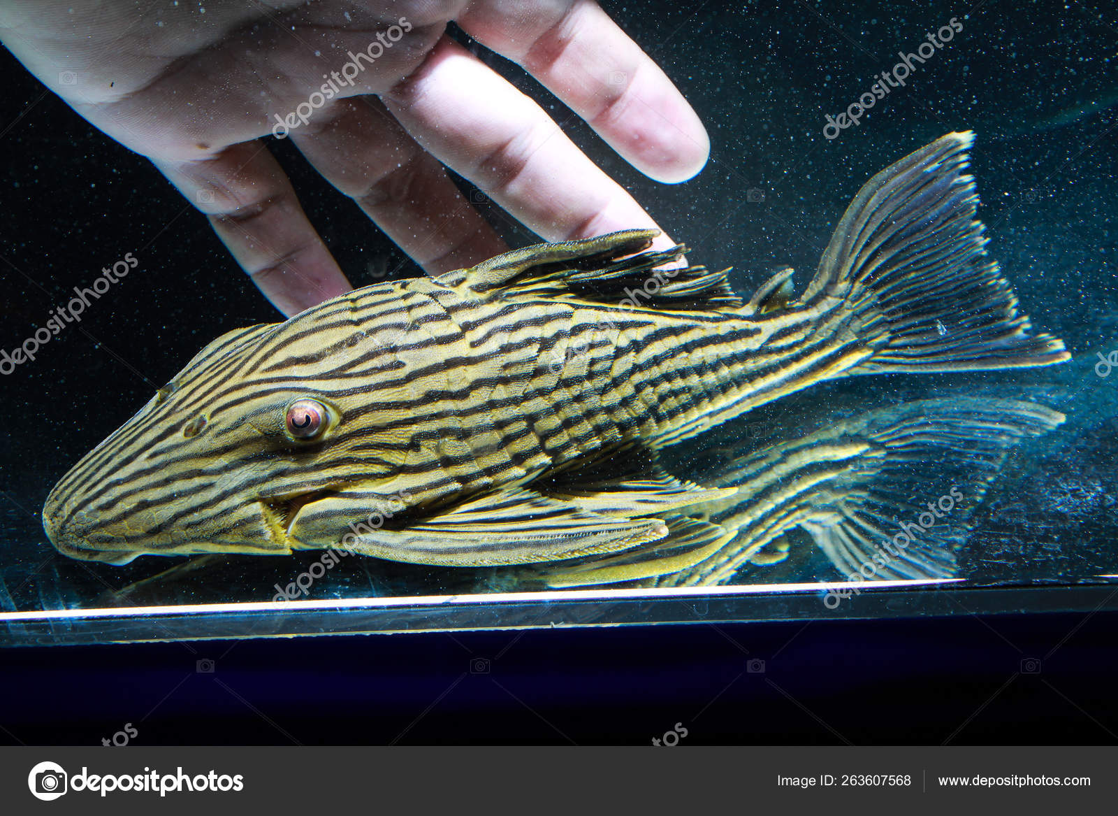 Royal Pleco