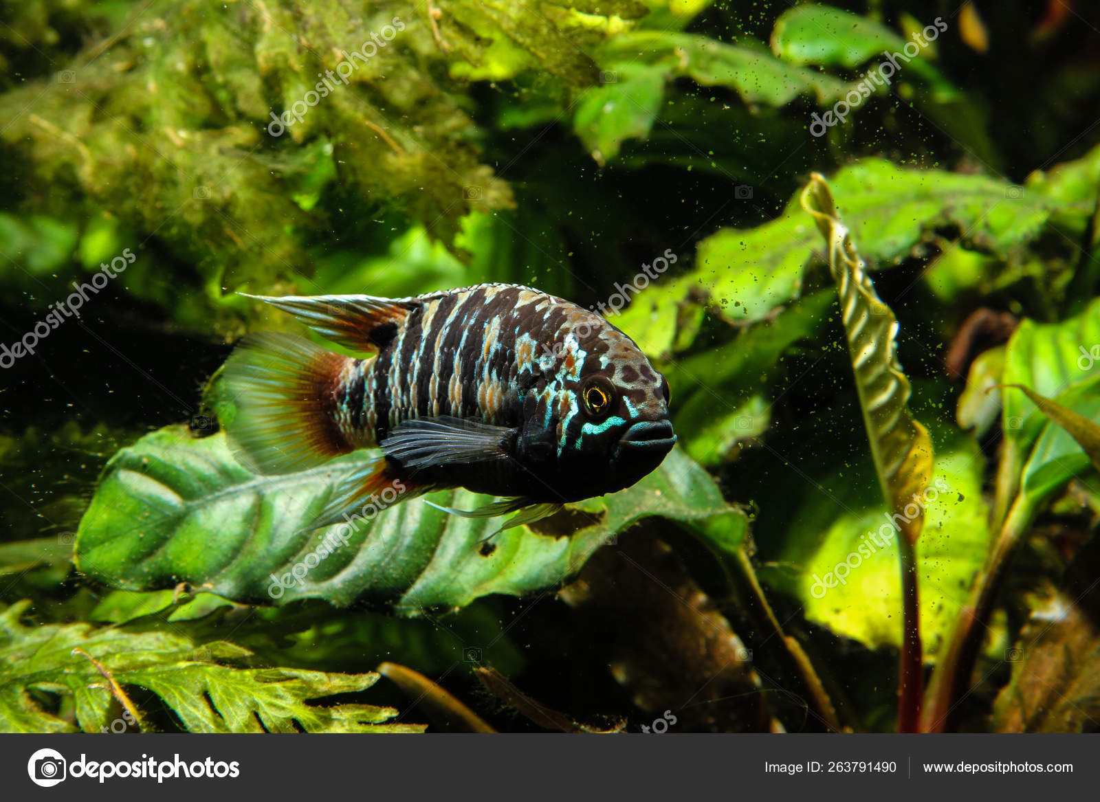 Zebra Acara Cichlid Fish Ivanacara Adoketa — Stock Photo © nagatsuki ...