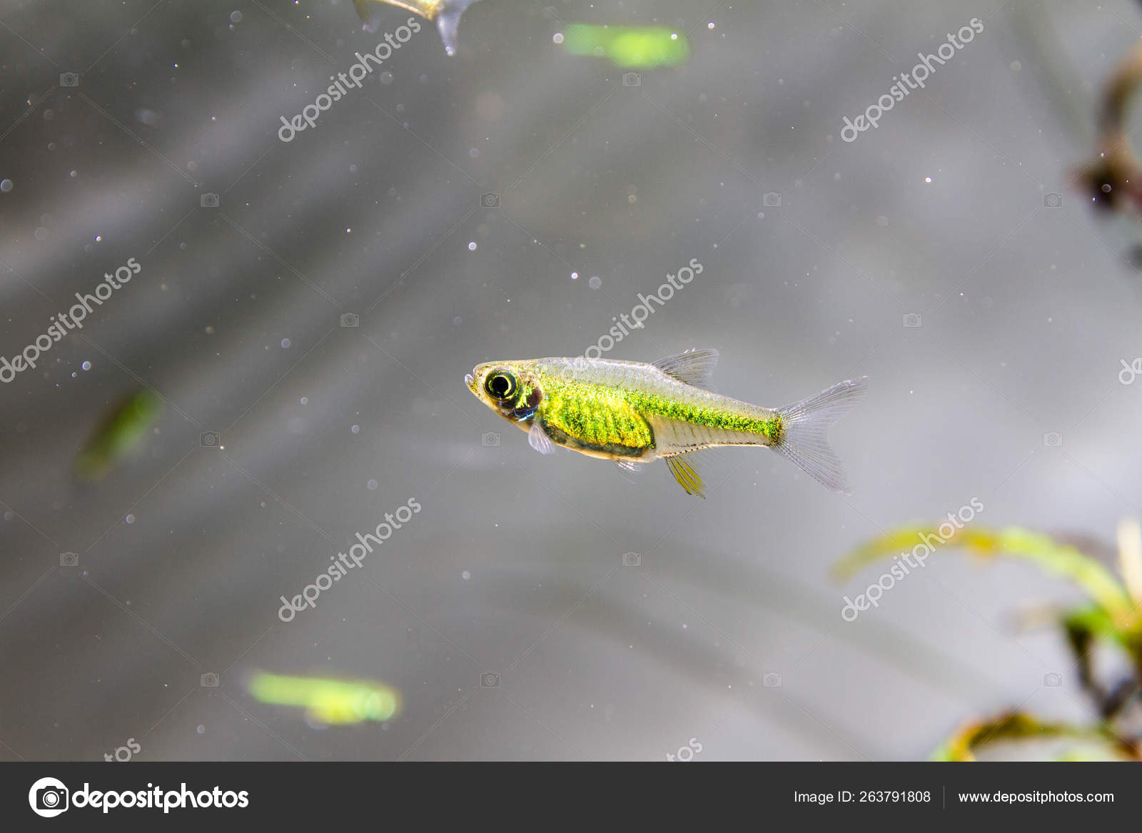 Microrasbora Kubotai